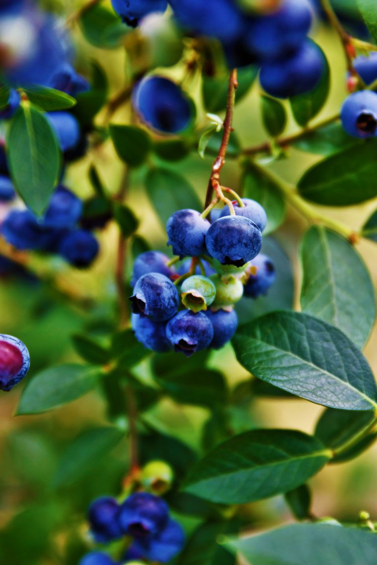 BLUEBERRY FIELDS – Blauwe bessen plukken in Beringen - Nooitgedachtland ...